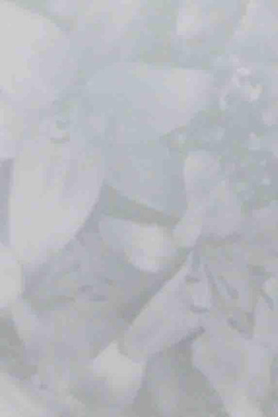 A4 - Translucent / Vellum - Patterned - Oriental Lily - Silver / Silver ...